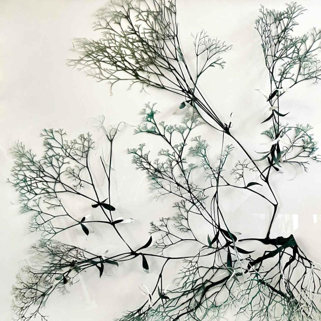 ADAM Mathieu – Maznel